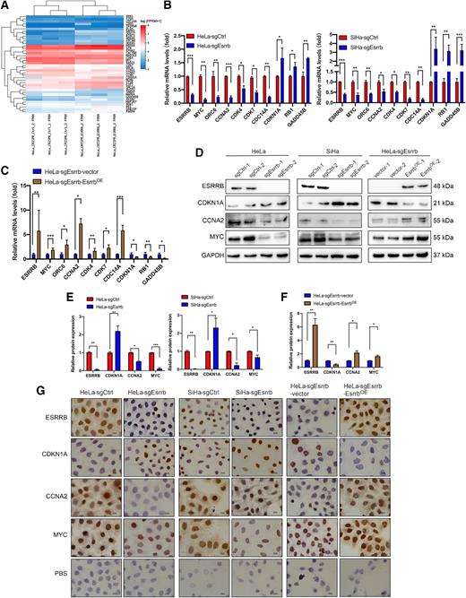 ESRRB Inhibits the TGFβ Signaling Pathway to Drive Cell Proliferation ...