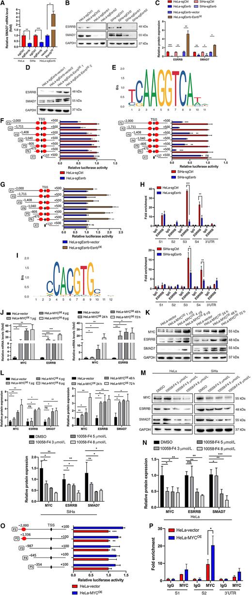 ESRRB Inhibits the TGFβ Signaling Pathway to Drive Cell Proliferation ...