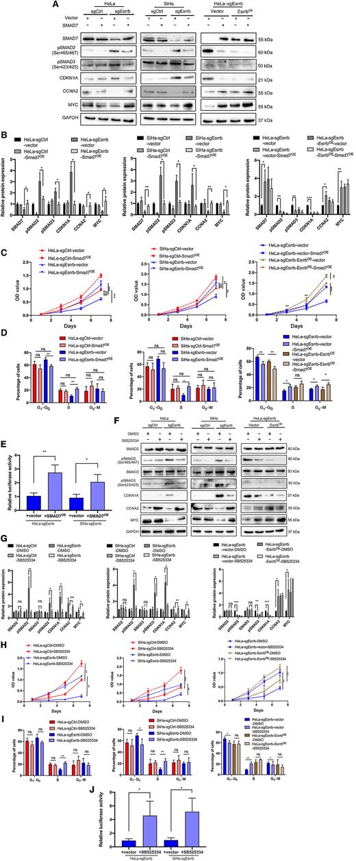 ESRRB Inhibits the TGFβ Signaling Pathway to Drive Cell Proliferation ...