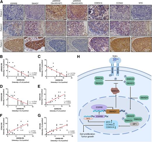 ESRRB Inhibits the TGFβ Signaling Pathway to Drive Cell Proliferation ...