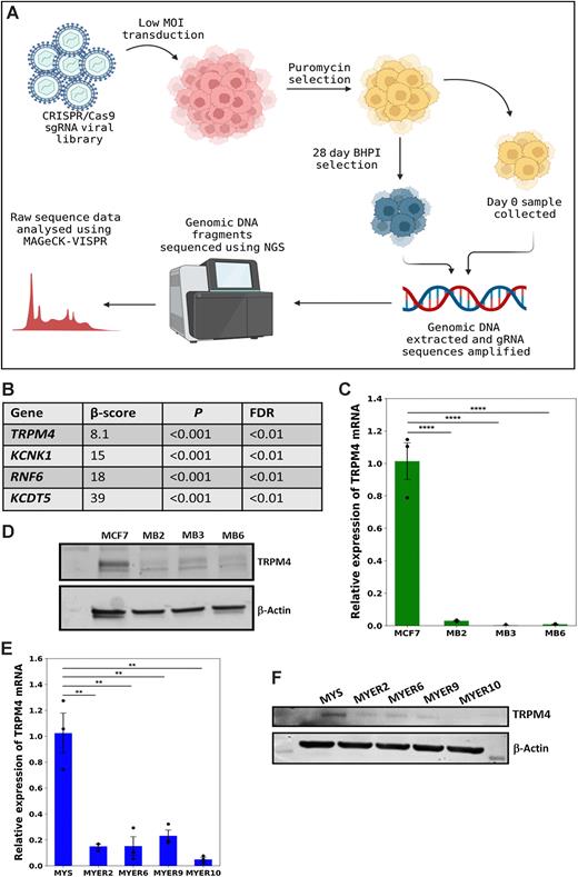 Plasma Membrane Channel TRPM4 Mediates Immunogenic Therapy–Induced ...