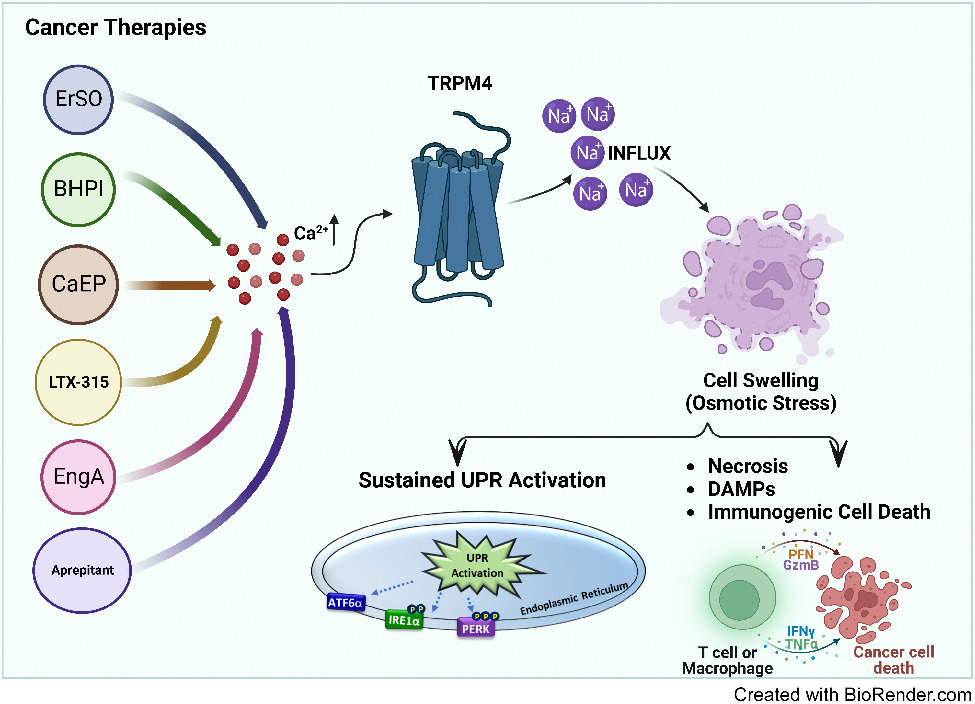 Plasma Membrane Channel TRPM4 Mediates Immunogenic Therapy–Induced ...