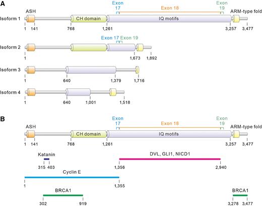 Oncogenic ASPM Is a Regulatory Hub of Developmental and Stemness Signaling in Cancers | Cancer ...