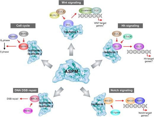 Oncogenic ASPM Is a Regulatory Hub of Developmental and Stemness Signaling in Cancers | Cancer ...