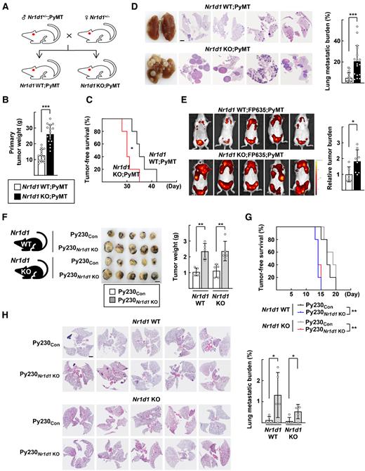 NR1D1 Stimulates Antitumor Immune Responses in Breast Cancer by ...