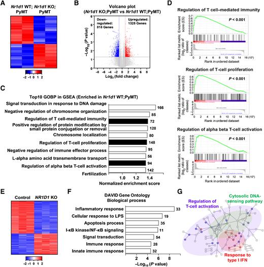 NR1D1 Stimulates Antitumor Immune Responses in Breast Cancer by ...