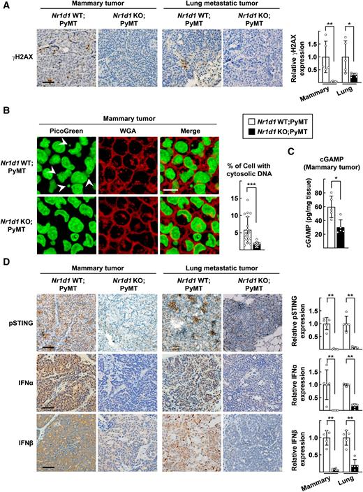 NR1D1 Stimulates Antitumor Immune Responses in Breast Cancer by ...