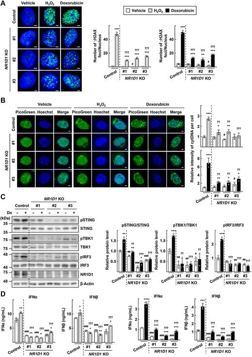 NR1D1 Stimulates Antitumor Immune Responses in Breast Cancer by ...