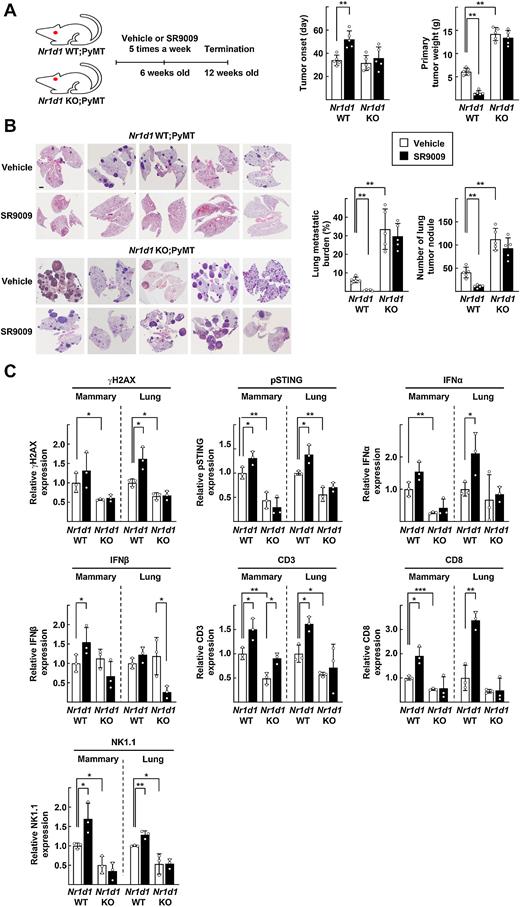NR1D1 Stimulates Antitumor Immune Responses in Breast Cancer by ...