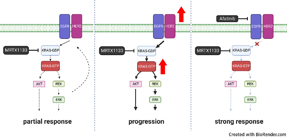 Dual Inhibition of KRASG12D and Pan-ERBB Is Synergistic in Pancreatic ...