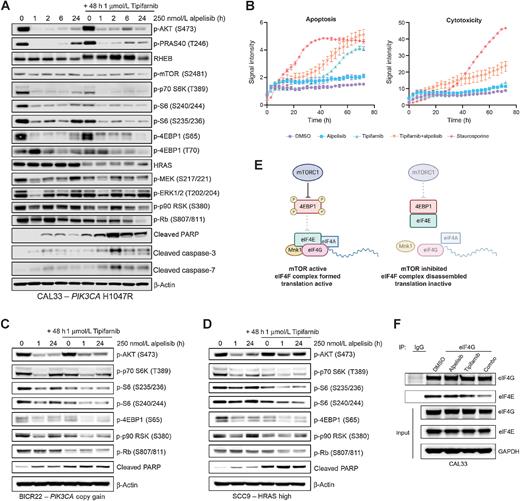 Tipifarnib Potentiates the Antitumor Effects of PI3Kα Inhibition in ...