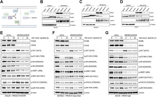 Tipifarnib Potentiates the Antitumor Effects of PI3Kα Inhibition in ...