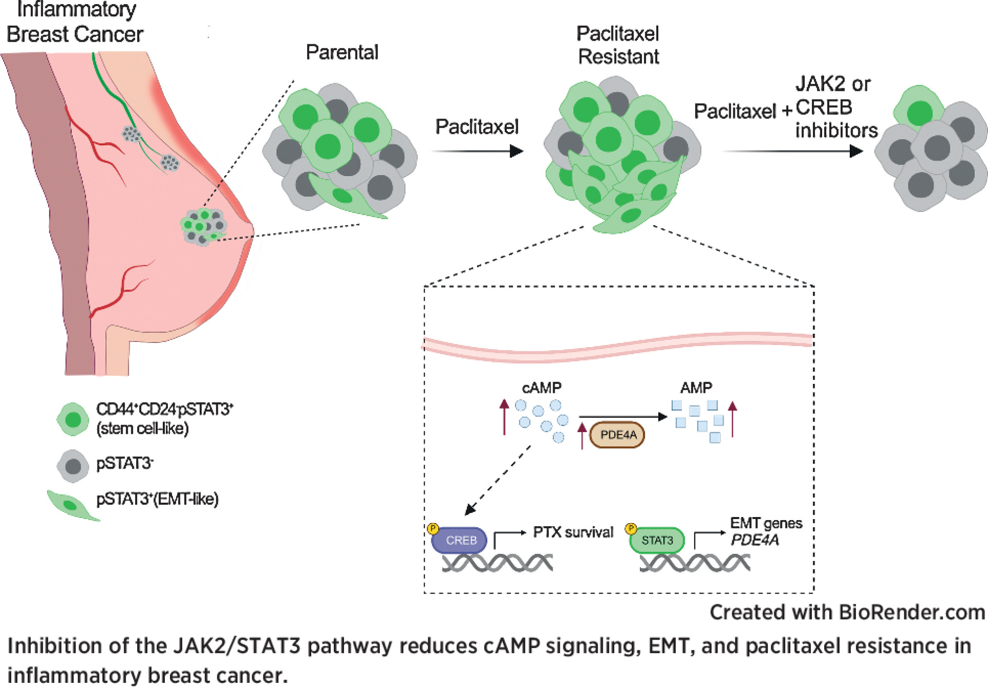 JAK–STAT Signaling in Inflammatory Breast Cancer Enables Chemotherapy ...