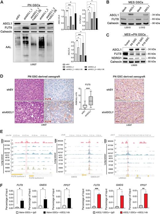 Aberrant L-Fucose Accumulation and Increased Core Fucosylation Are ...