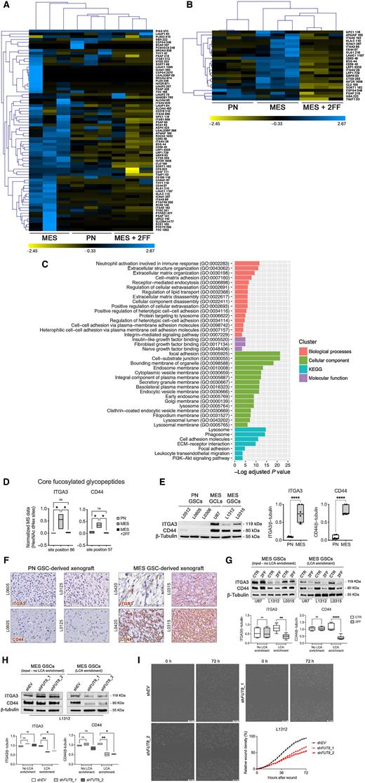 Aberrant L-Fucose Accumulation and Increased Core Fucosylation Are ...