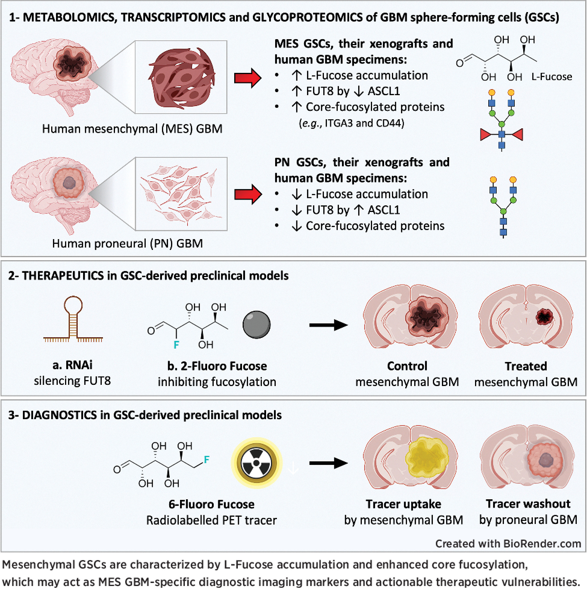 Aberrant L-Fucose Accumulation and Increased Core Fucosylation Are ...