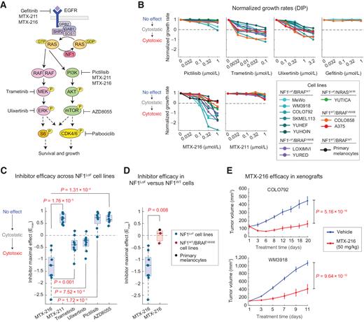 Loss of NF1 in Melanoma Confers Sensitivity to SYK Kinase Inhibition ...