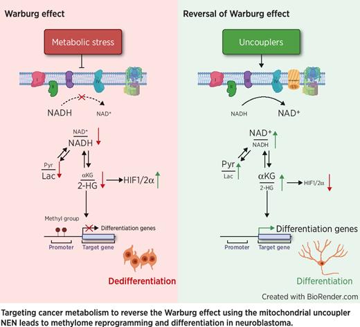Mitochondrial Uncoupling Induces Epigenome Remodeling and Promotes ...