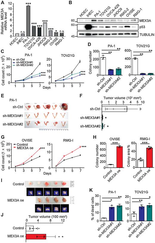 MEX3A Mediates p53 Degradation to Suppress Ferroptosis and Facilitate ...