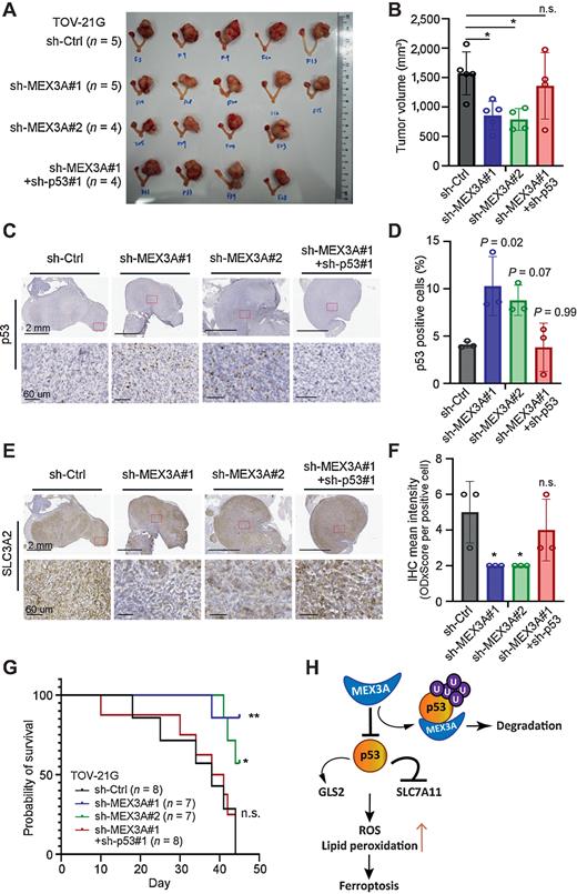 MEX3A Mediates p53 Degradation to Suppress Ferroptosis and Facilitate ...
