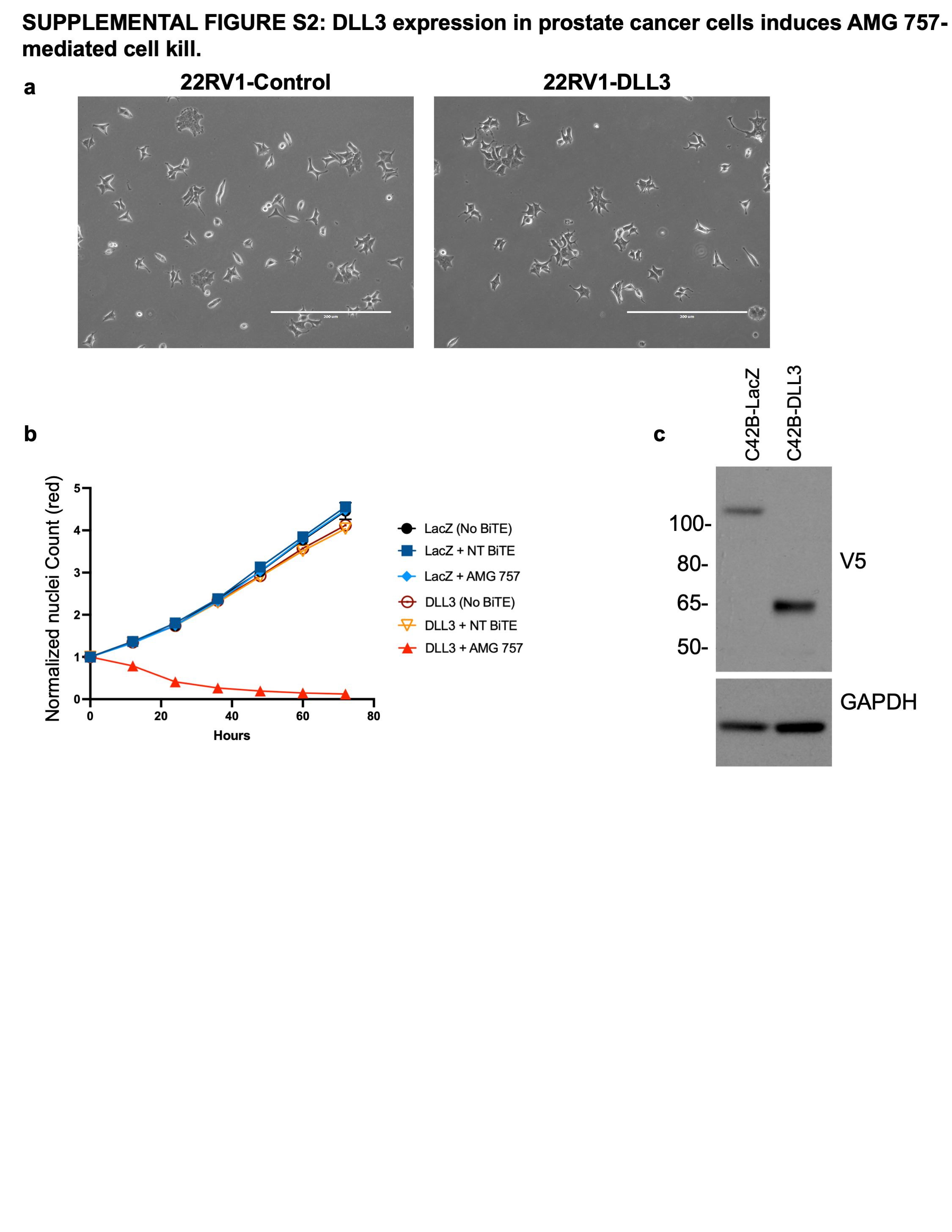 Immunotherapeutic Targeting and PET Imaging of DLL3 in Small-Cell ...