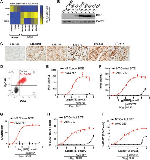 Immunotherapeutic Targeting and PET Imaging of DLL3 in Small-Cell ...