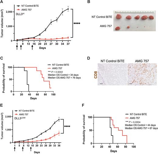 Immunotherapeutic Targeting and PET Imaging of DLL3 in Small-Cell ...