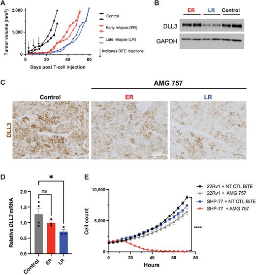 Immunotherapeutic Targeting and PET Imaging of DLL3 in Small-Cell ...