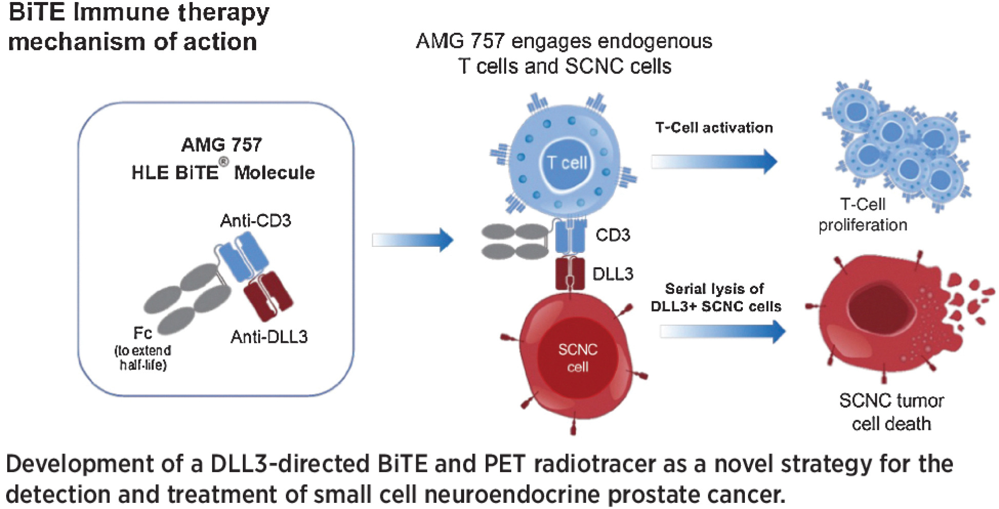 Immunotherapeutic Targeting and PET Imaging of DLL3 in Small-Cell ...