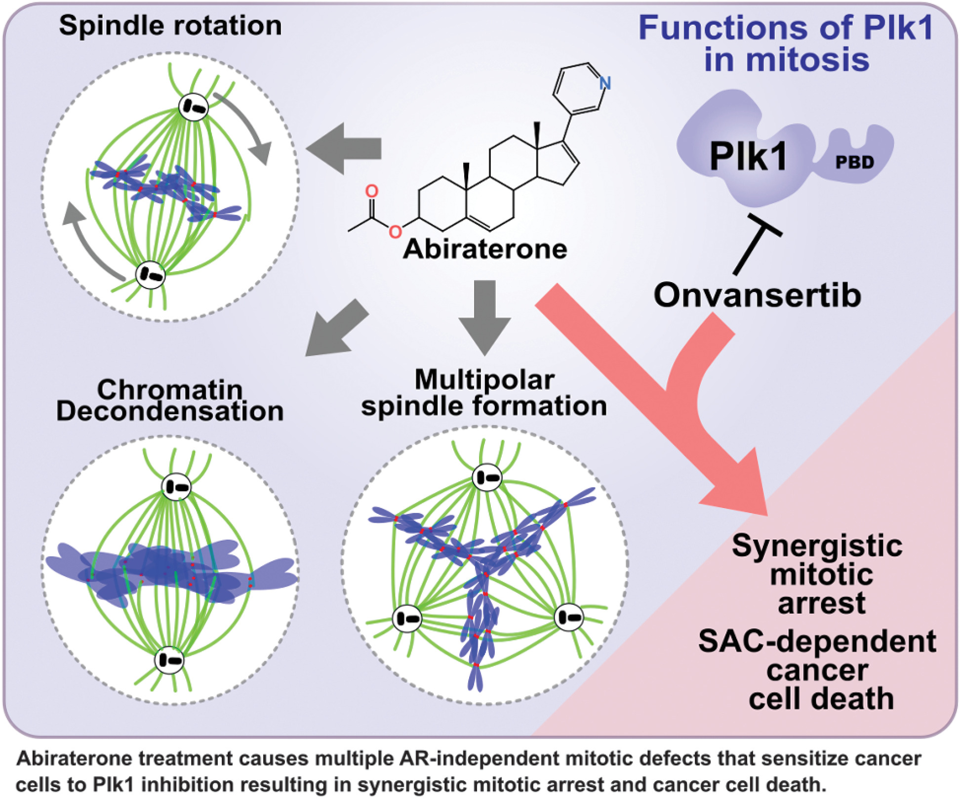 Plk1 Inhibitors and Abiraterone Synergistically Disrupt Mitosis and ...