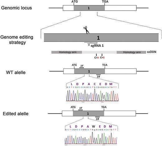 The Oncogenic FOXL2 C134W Mutation Is a Key Driver of Granulosa Cell ...