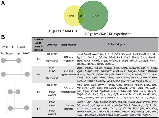 The Oncogenic FOXL2 C134W Mutation Is a Key Driver of Granulosa Cell ...