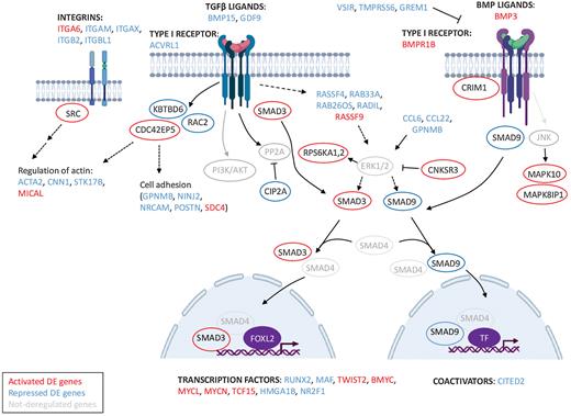 The Oncogenic FOXL2 C134W Mutation Is a Key Driver of Granulosa Cell ...