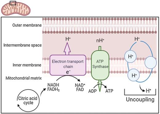 Neuroblastoma Differentiation: The Untapped Potential of Mitochondrial ...