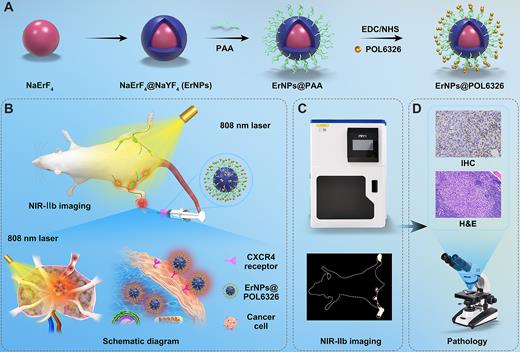 Development of a Rare Earth Nanoprobe Enables In Vivo Real-Time ...