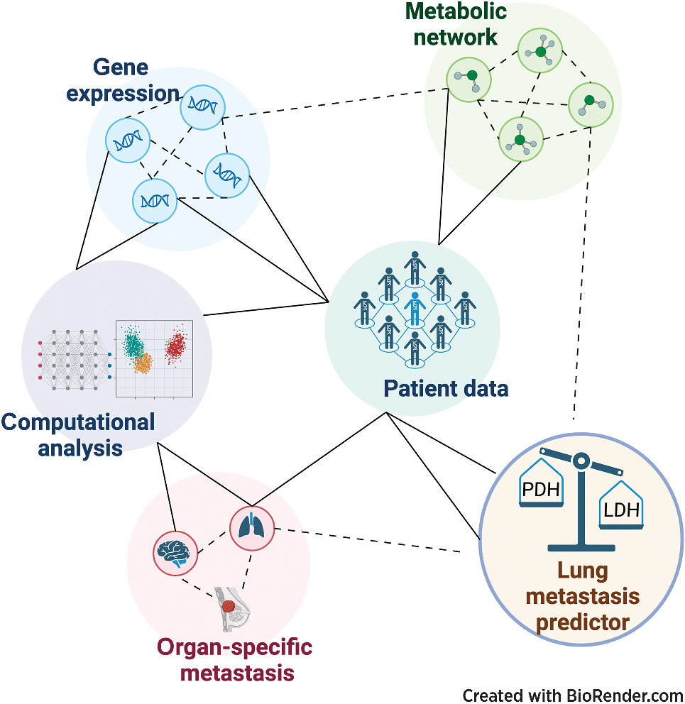 The Ratio of Key Metabolic Transcripts Is a Predictive Biomarker of ...