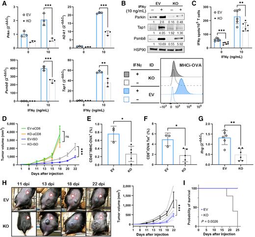 Parkin Deficiency Suppresses Antigen Presentation to Promote Tumor ...
