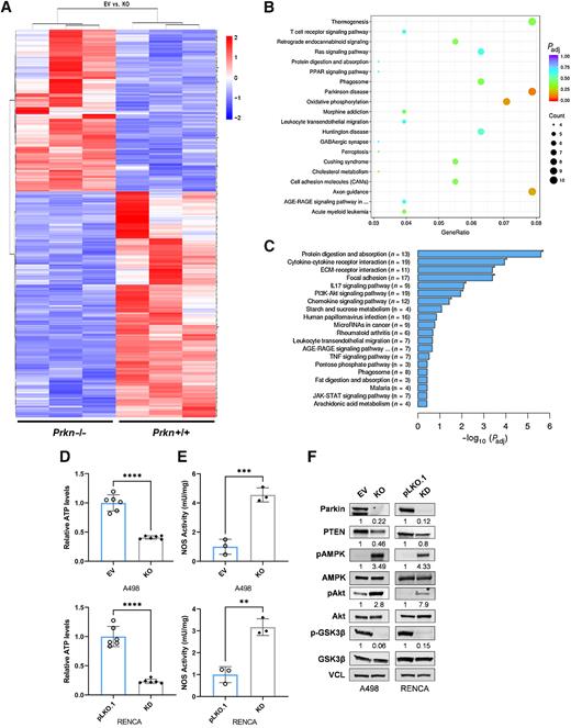 Parkin Deficiency Suppresses Antigen Presentation to Promote Tumor ...