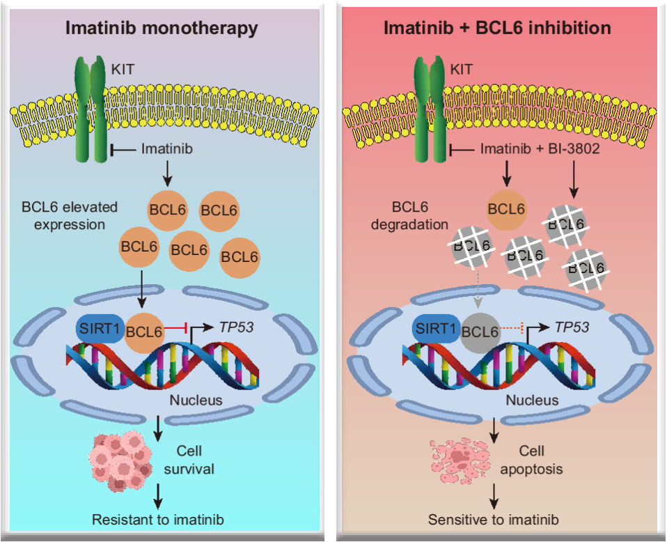 Targeting BCL6 in Gastrointestinal Stromal Tumor Promotes p53-Mediated ...
