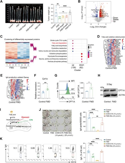 Fasting-Mimicking Diet Drives Antitumor Immunity against Colorectal ... Fasting-Mimicking Diet Drives Antitumor Immunity against Colorectal ...