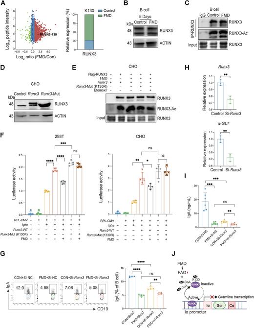 Fasting-Mimicking Diet Drives Antitumor Immunity against Colorectal ... Fasting-Mimicking Diet Drives Antitumor Immunity against Colorectal ...