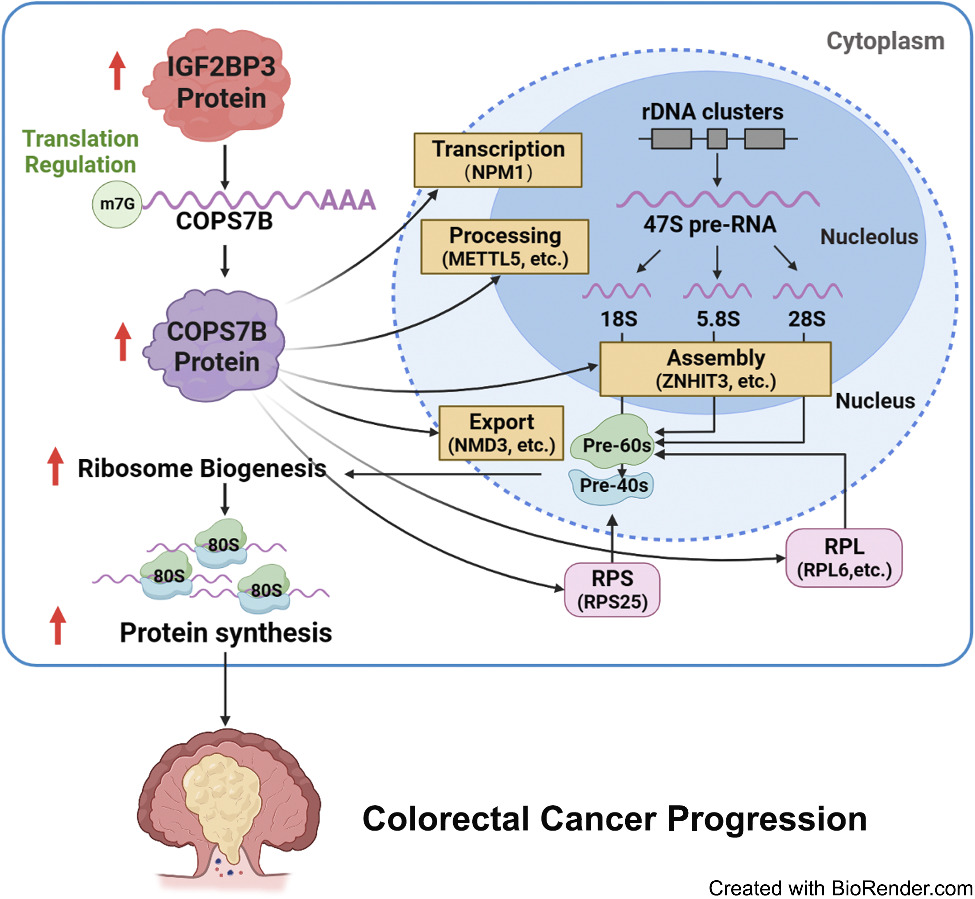 The IGF2BP3–COPS7B Axis Facilitates mRNA Translation to Drive ...