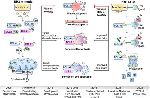 BCL-xL Targeting to Induce Apoptosis and to Eliminate Chemotherapy-Induced Senescent Tumor Cells ...