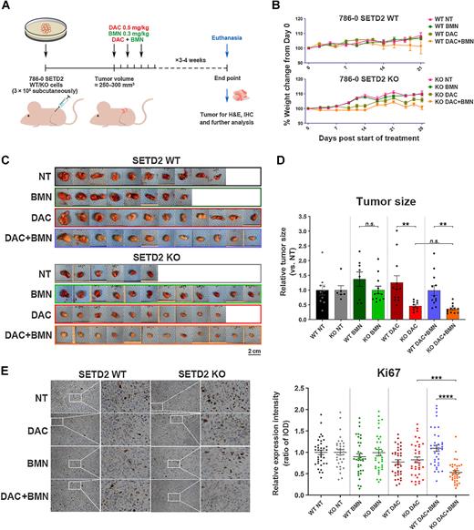 SETD2 Deficiency Confers Sensitivity to Dual Inhibition of DNA ...