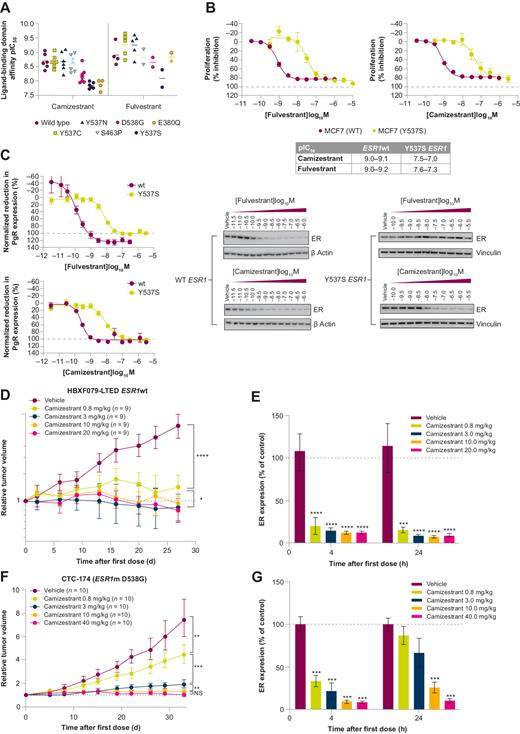 The Next-Generation Oral Selective Estrogen Receptor Degrader ...