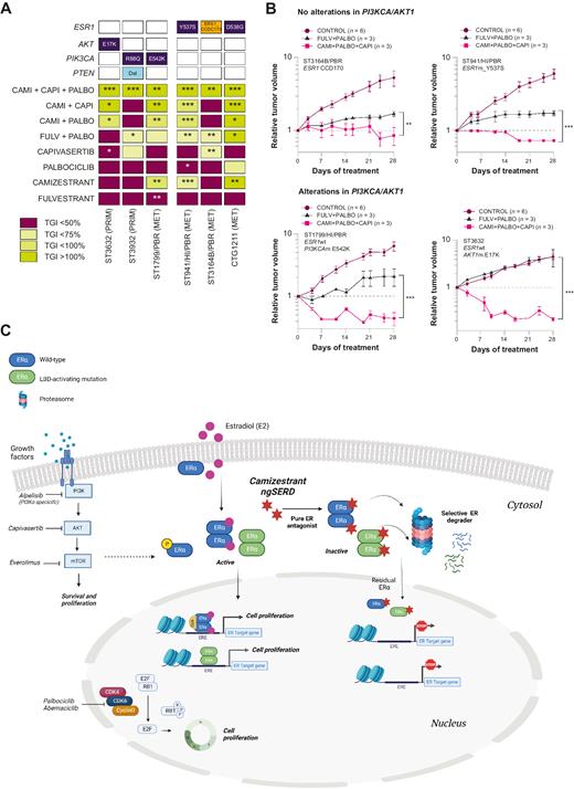 The Next-Generation Oral Selective Estrogen Receptor Degrader ...