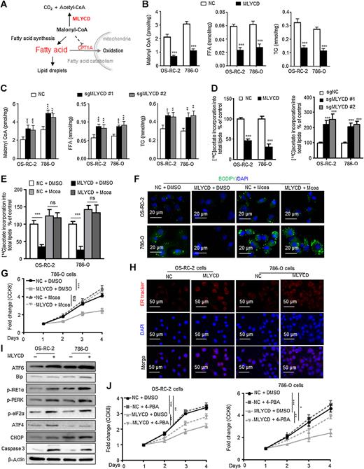 Fatty Acid Oxidation Mediated by Malonyl-CoA Decarboxylase Represses ...