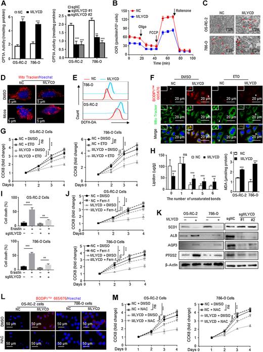 Fatty Acid Oxidation Mediated by Malonyl-CoA Decarboxylase Represses ...