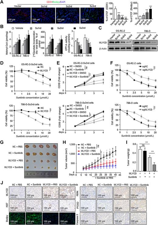 Fatty Acid Oxidation Mediated by Malonyl-CoA Decarboxylase Represses ...
