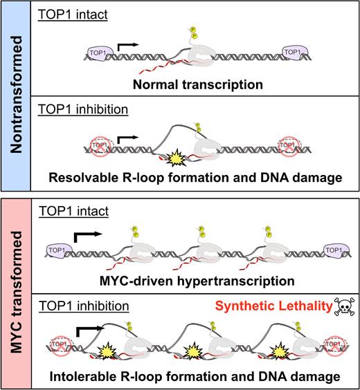 Topoisomerase 1 Inhibition in MYC-Driven Cancer Promotes Aberrant R ...